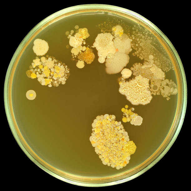 Assignment Week #10 – Bacterial Game of Life - Decoding Nature Assignment Week #10 – Bacterial Game of Life - Decoding Nature